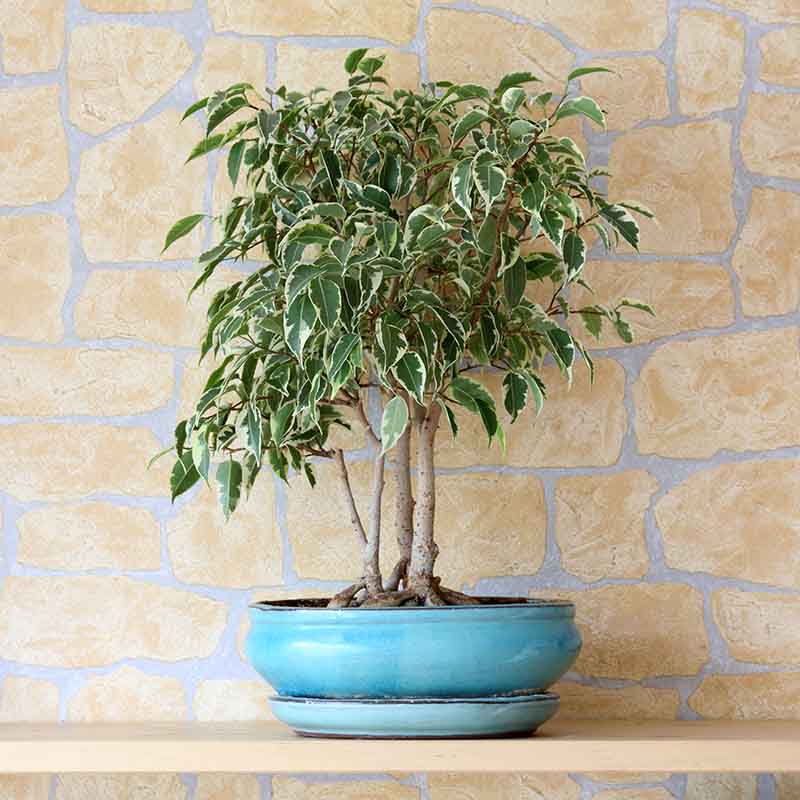 Weeping Fig - How to Grow, and Care For Ficus Benjamina | Trees.com Weeping Fig - How to Grow, and Care For Ficus Benjamina | Trees.com