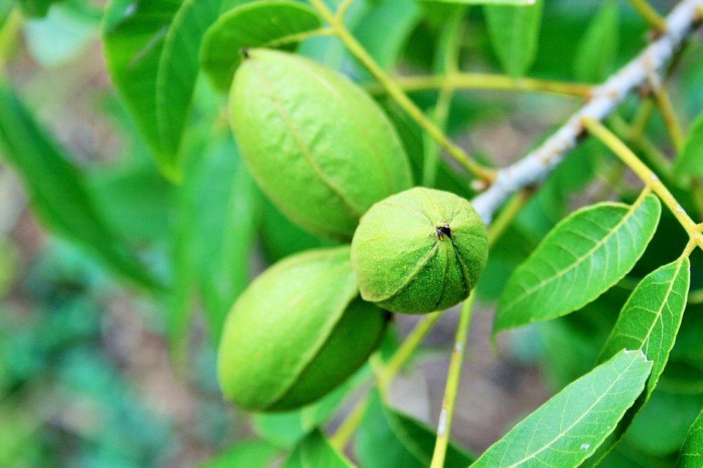 Pecan Trees for Sale | Trees.com Pecan Trees for Sale | Trees.com