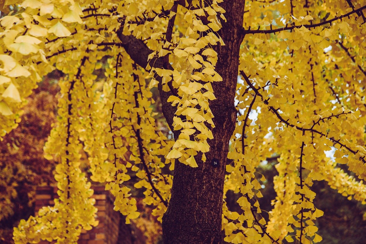 Ginkgo Trees Buying And Growing Guide
