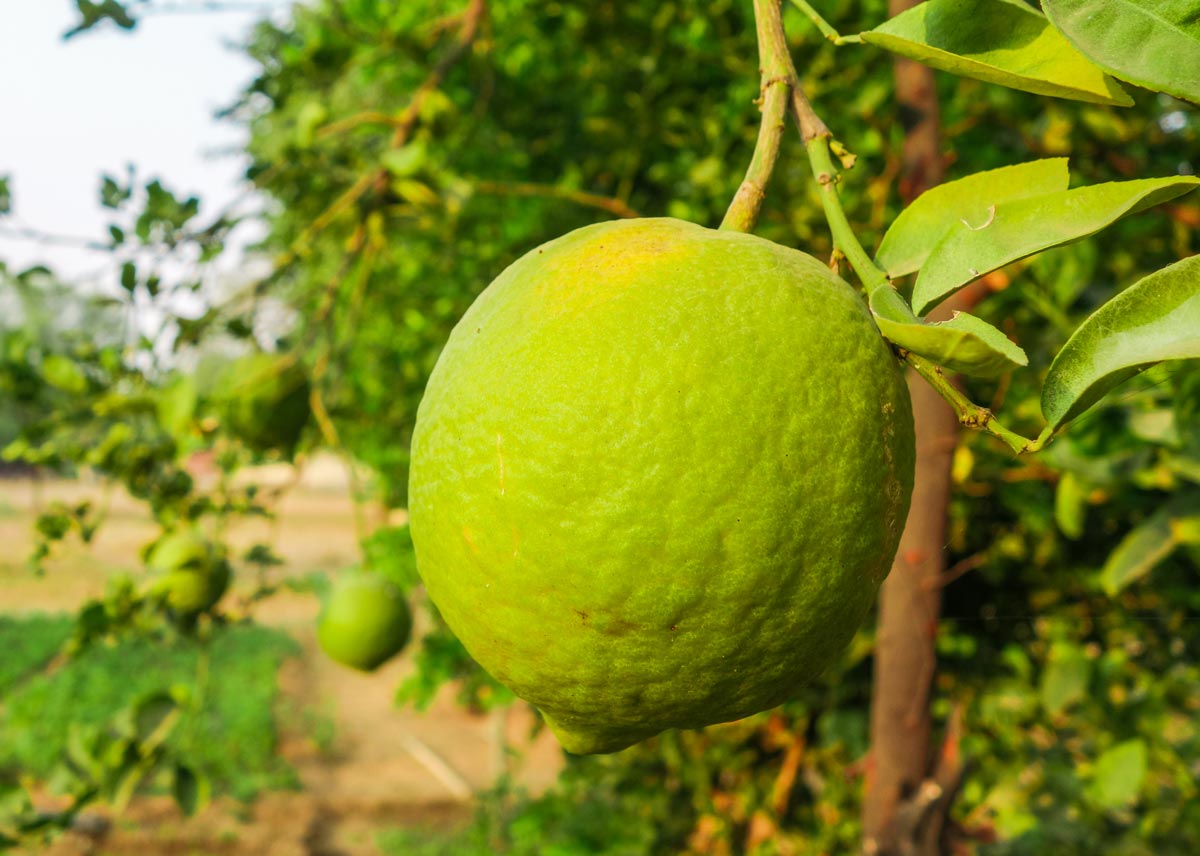 Ponderosa Lemon Tree for Sale - Buying & Growing Guide - Trees.com Ponderosa Lemon Tree for Sale - Buying & Growing Guide - Trees.com