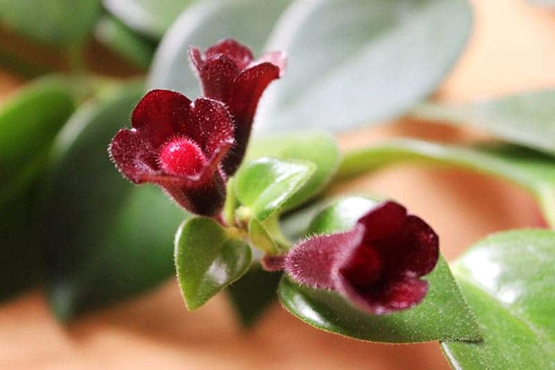 Purple Star Lipstick Plant Care | Lipstutorial.org Purple Star Lipstick Plant Care | Lipstutorial.org