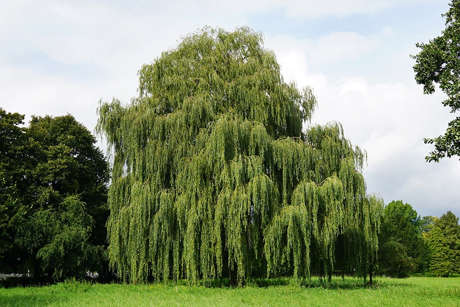 Willow Hybrid Growing And Care Guide