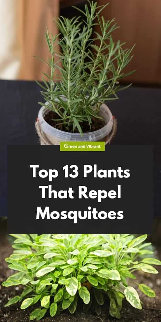 Top 13 Plants That Repel Mosquitoes