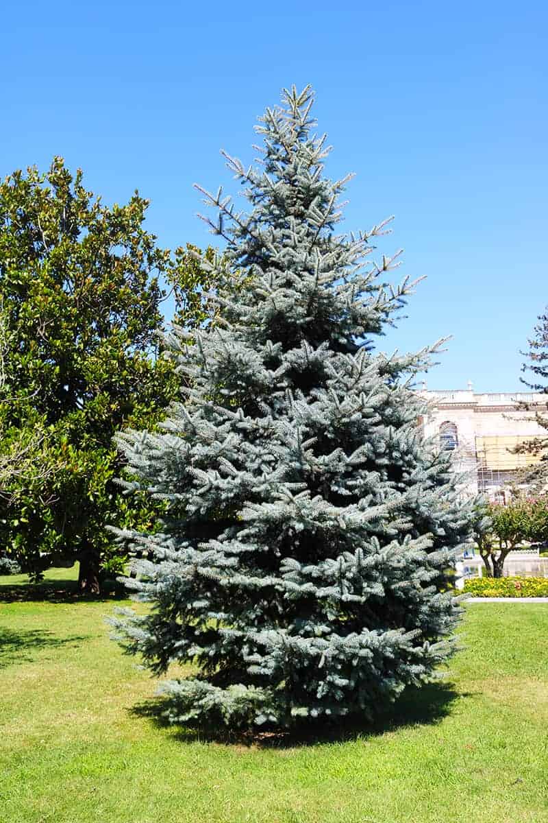 Colorado Blue Spruce Trees Buying & Growing Guide | Trees.com Colorado Blue Spruce Trees Buying & Growing Guide | Trees.com